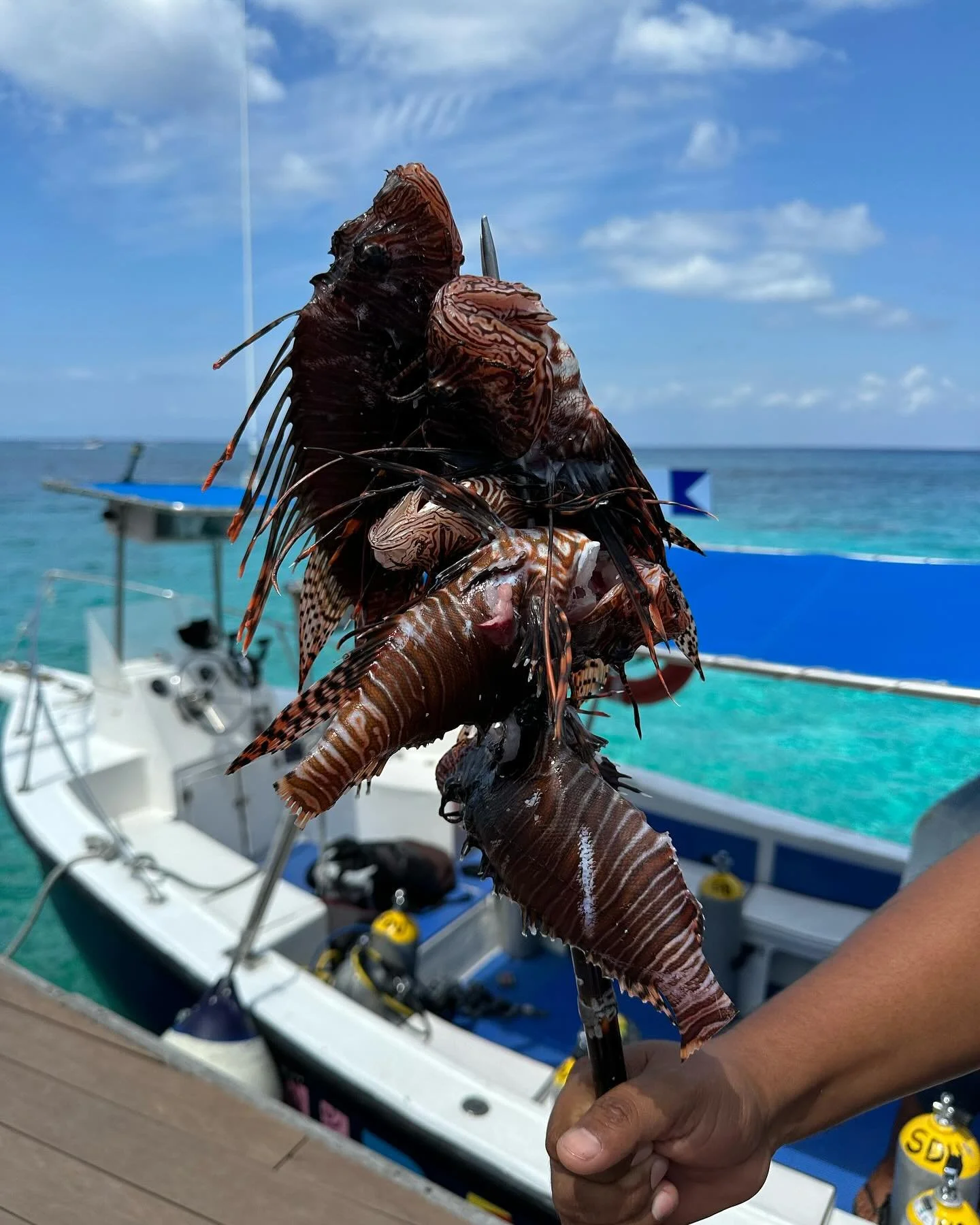 Lionfish Hunting — Scuba Du