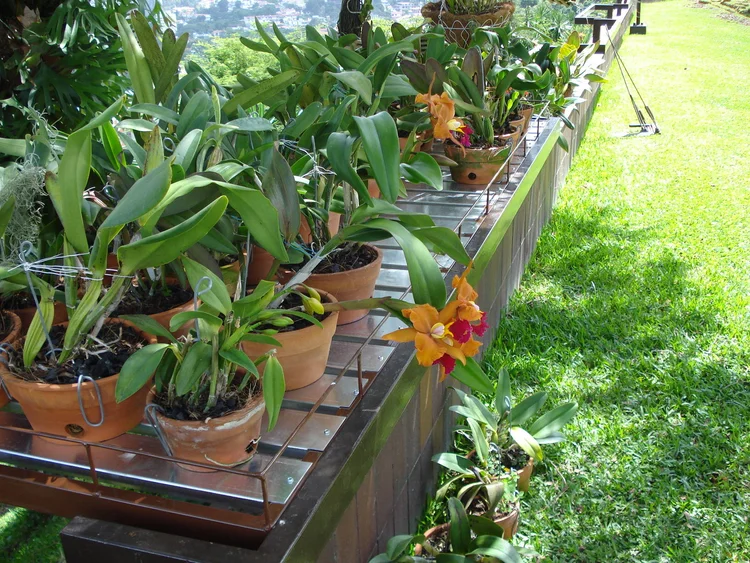 Plant Stand Factory | Plant and Orchid Stands and Accesories