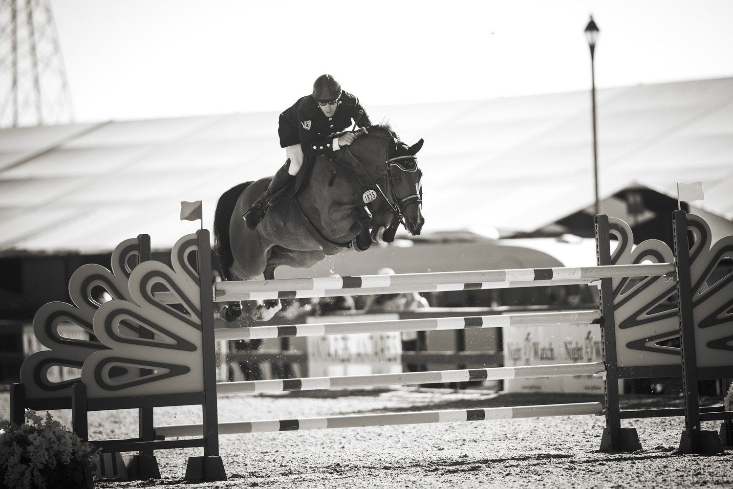 Hayden Clarke Sporthorses