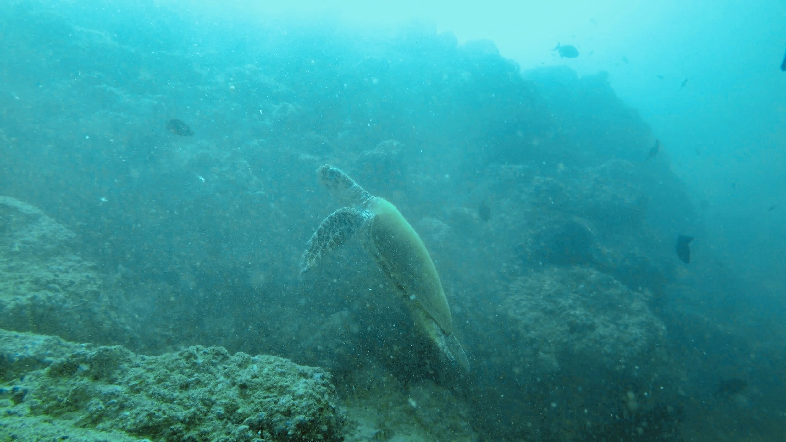 How to Get Your PADI Open Water Scuba Diving Certification