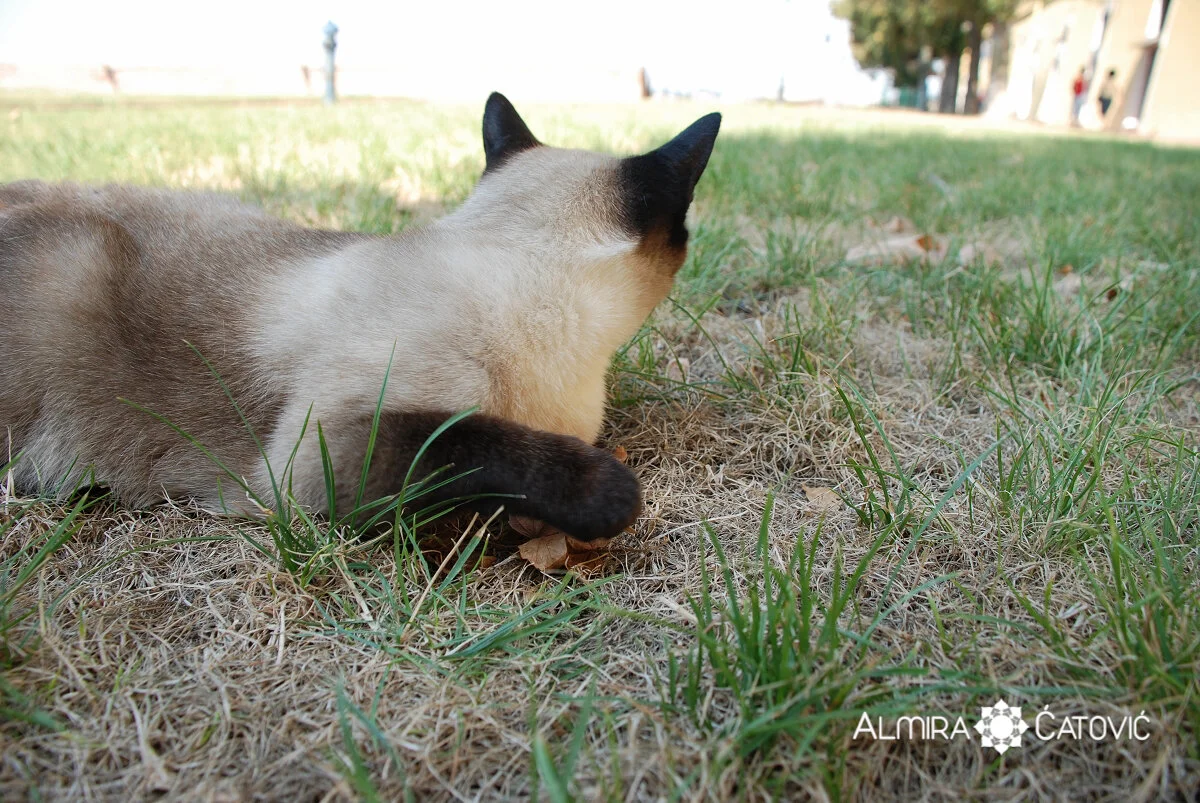 Balkan cats — Almira Ćatović