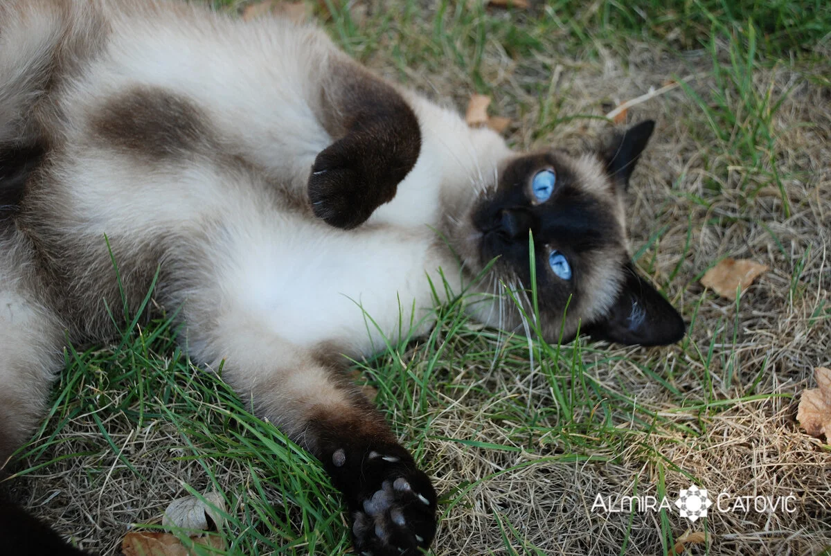 Balkan cats — Almira Ćatović