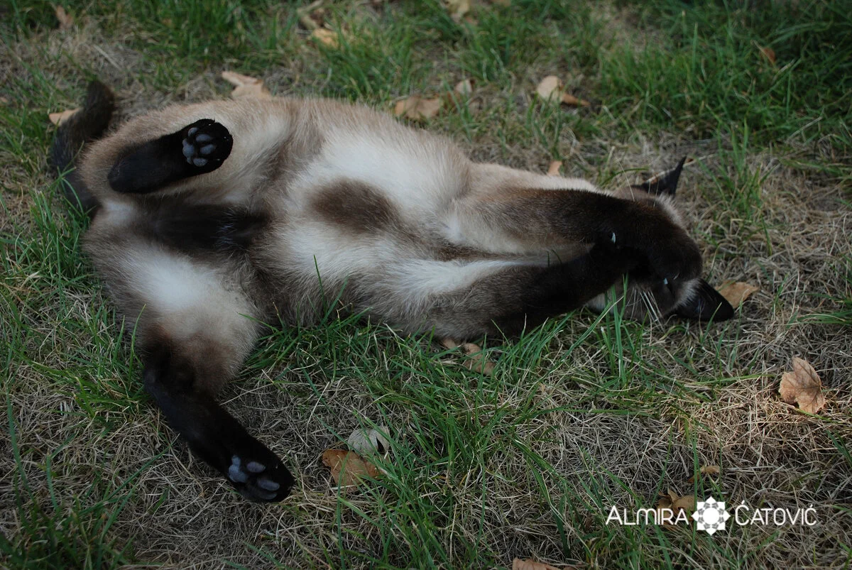 Balkan cats — Almira Ćatović