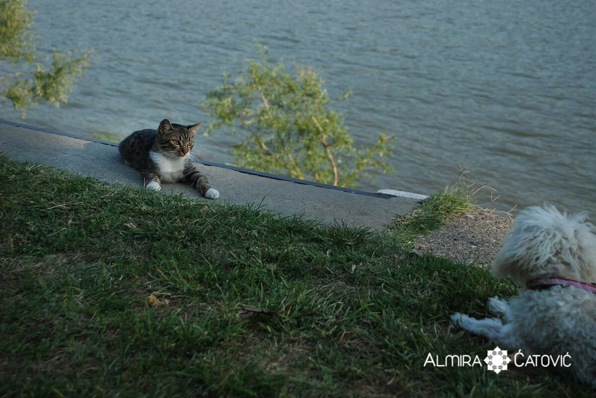 Balkan cats — Almira Ćatović