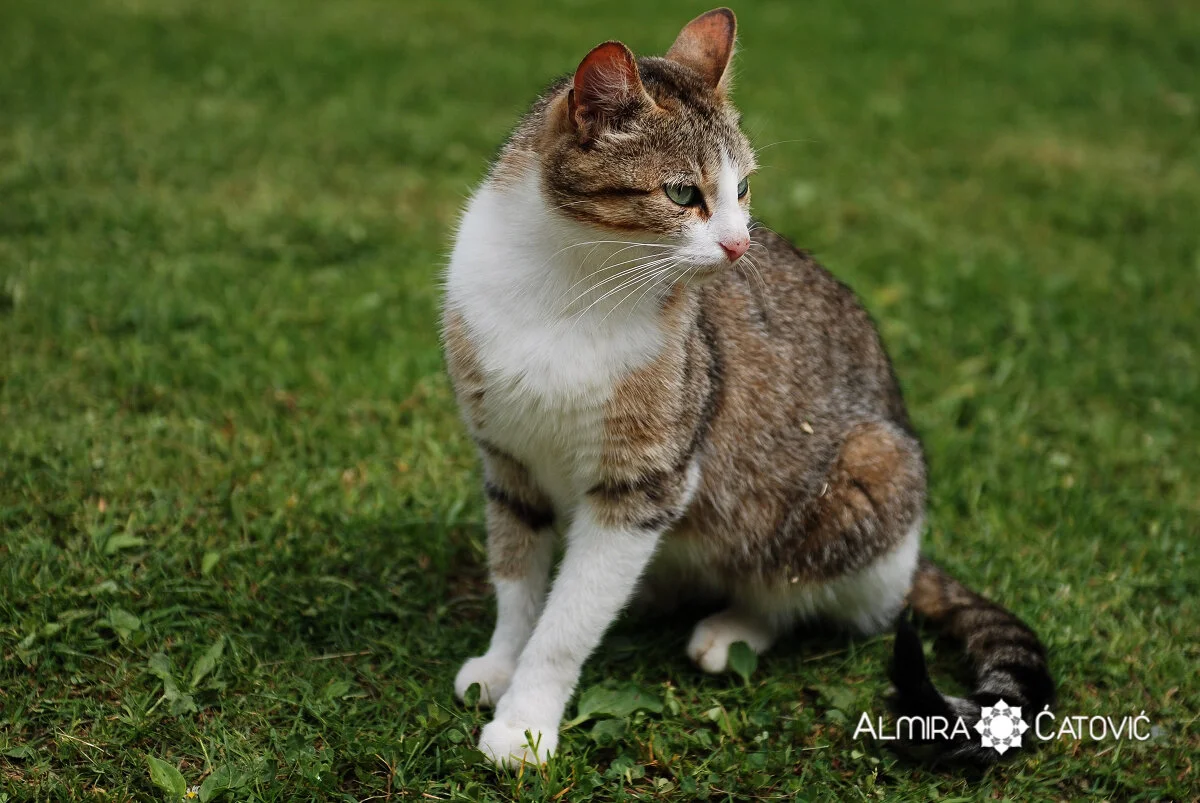 Balkan cats — Almira Ćatović