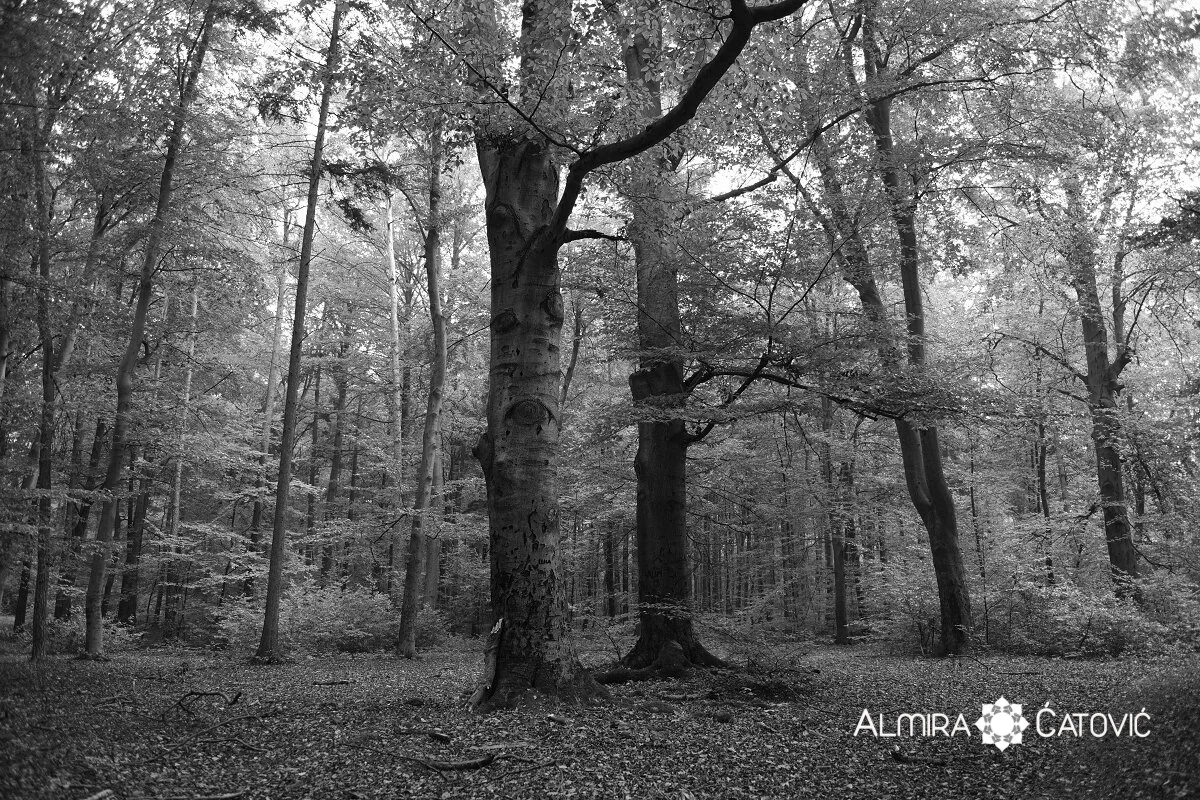 Portraits of Trees — Almira Ćatović