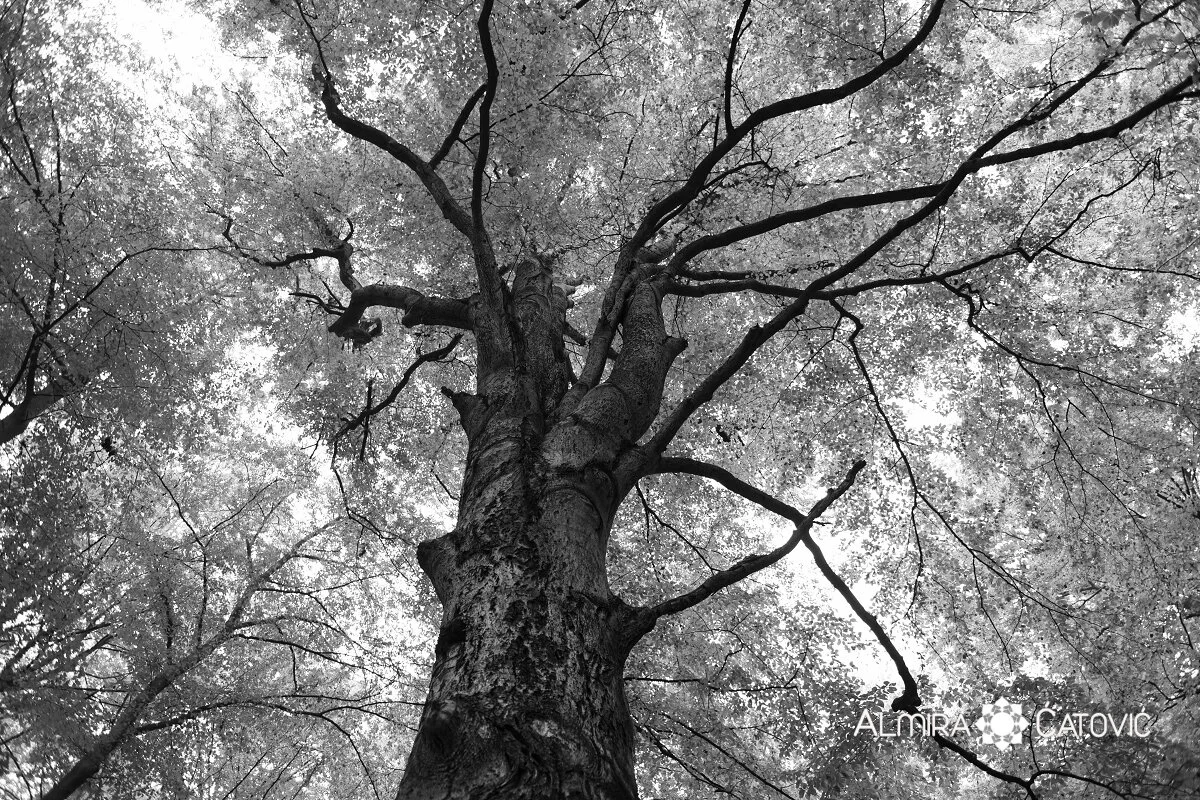 Portraits of Trees — Almira Ćatović