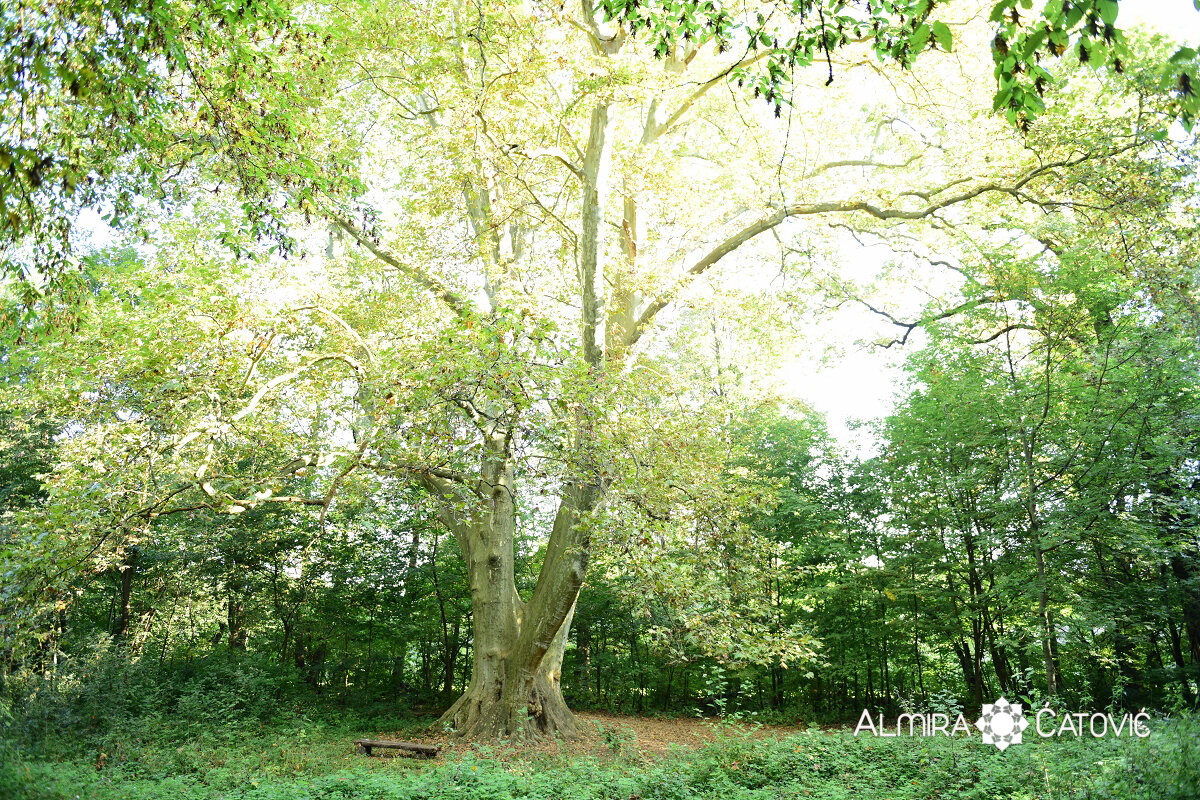 Portraits of Trees — Almira Ćatović