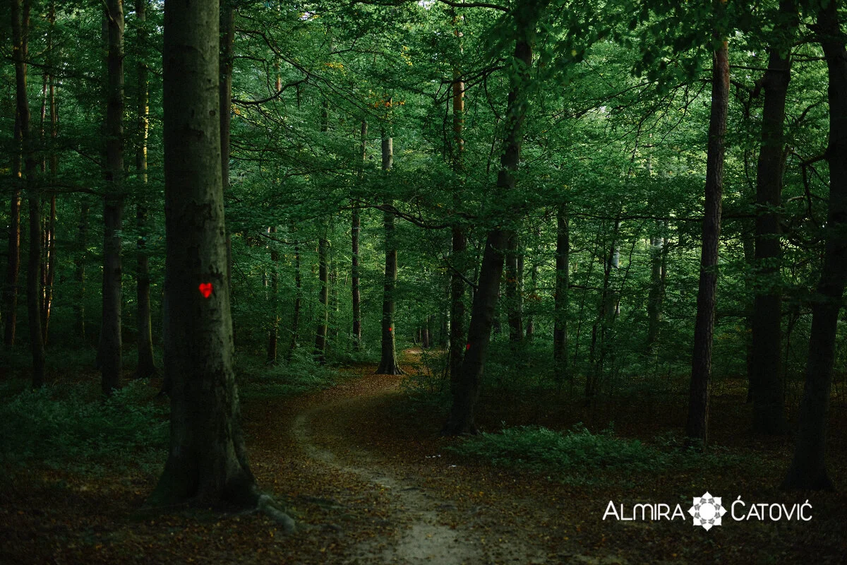 Portraits of Trees — Almira Ćatović