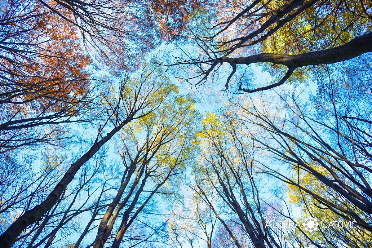 Portraits of Trees — Almira Ćatović