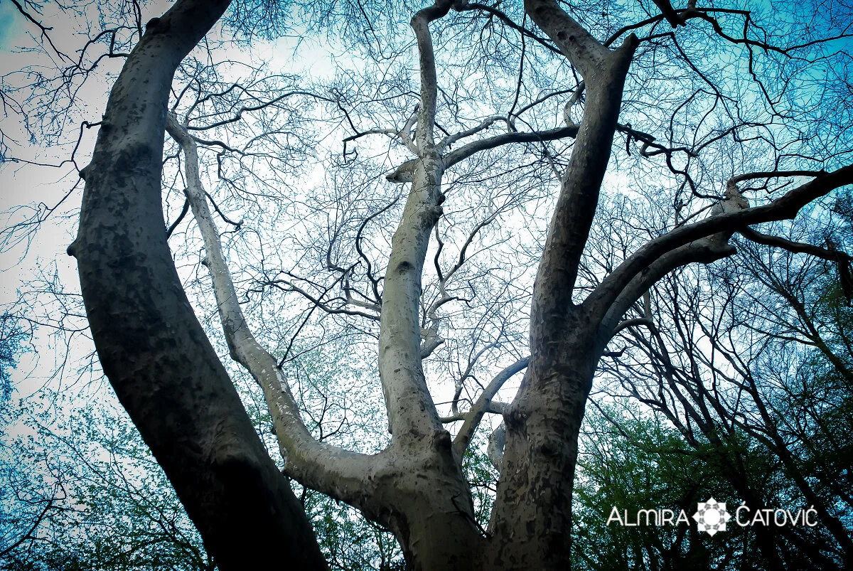 Portraits of Trees — Almira Ćatović