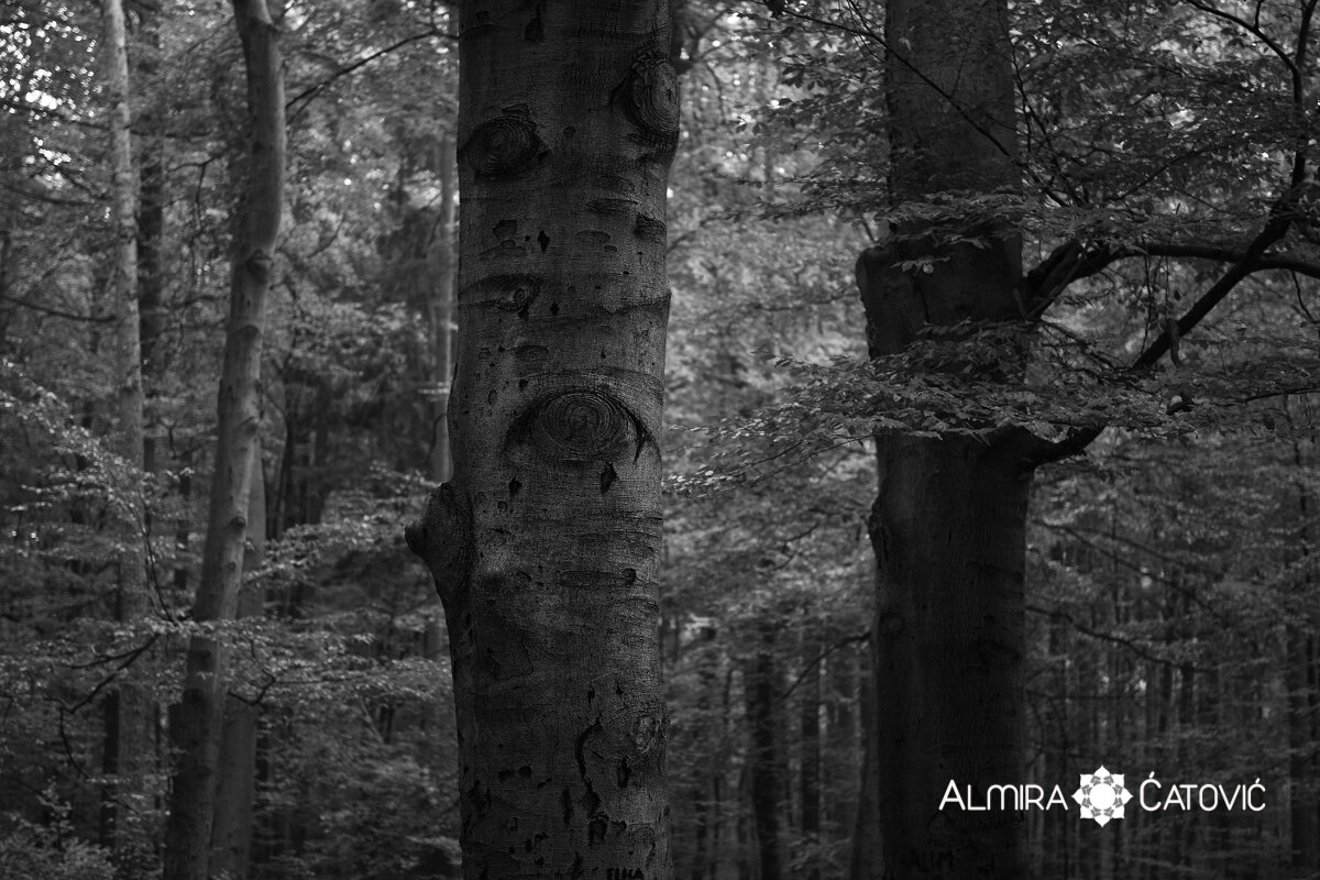 Portraits of Trees — Almira Ćatović
