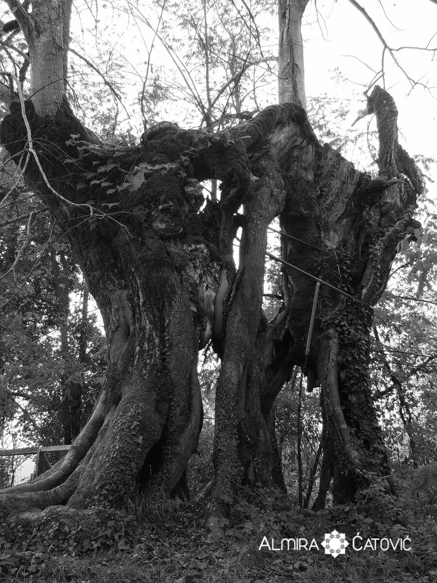 Portraits of Trees — Almira Ćatović