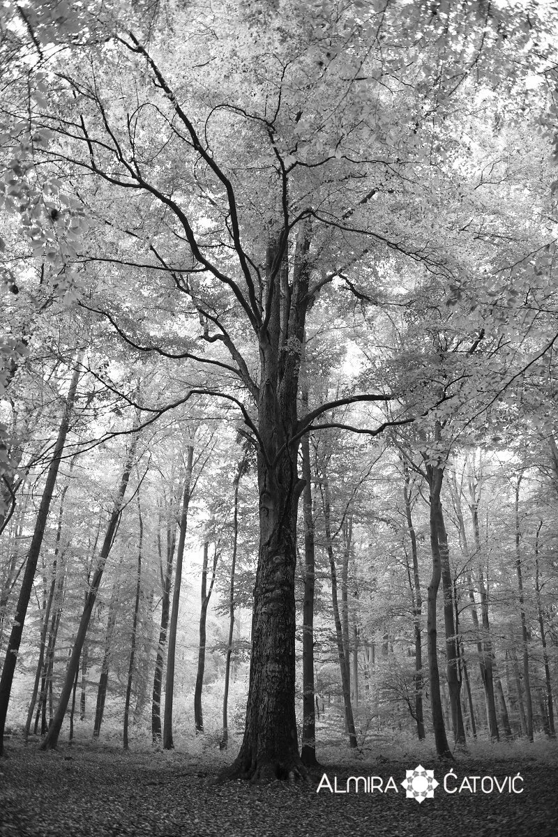 Portraits of Trees — Almira Ćatović