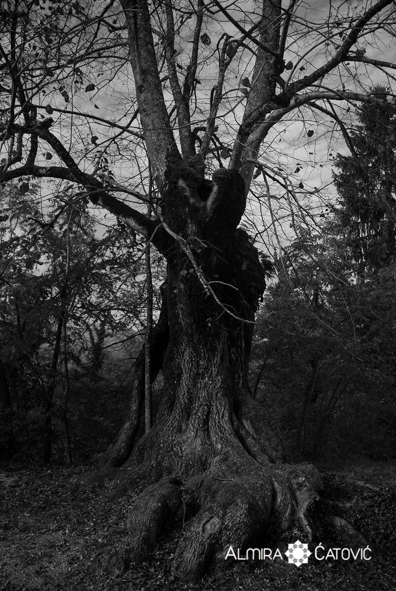 Portraits of Trees — Almira Ćatović