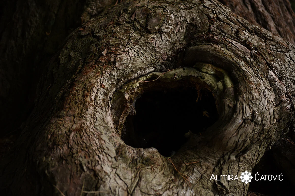 Portraits of Trees — Almira Ćatović