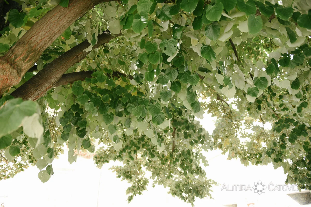 Portraits of Trees — Almira Ćatović