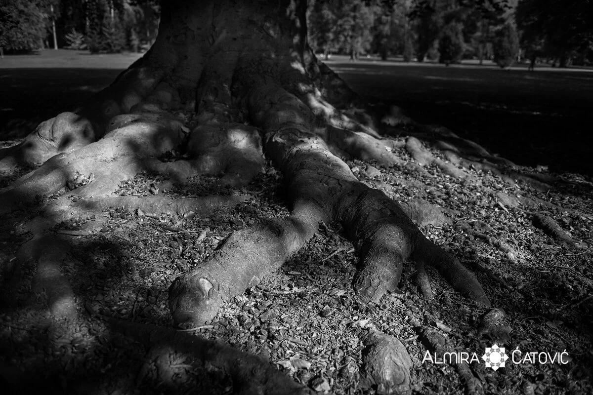 Portraits of Trees — Almira Ćatović