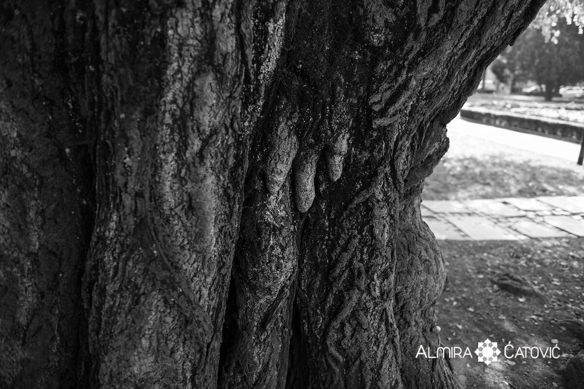 Portraits of Trees — Almira Ćatović