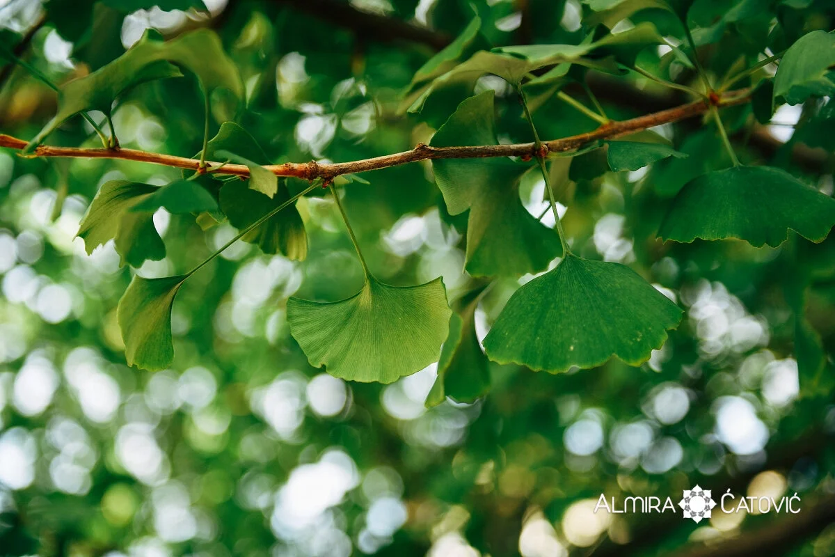 Portraits of Trees — Almira Ćatović