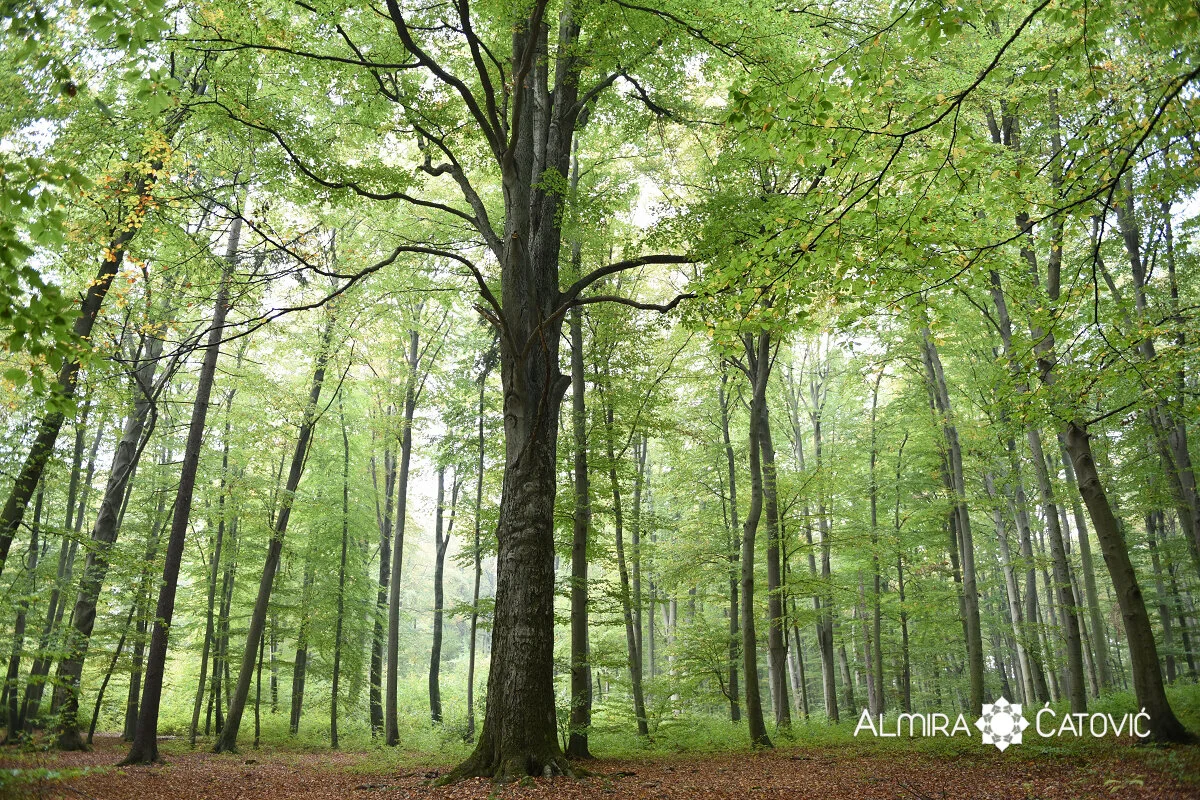 Portraits of Trees — Almira Ćatović