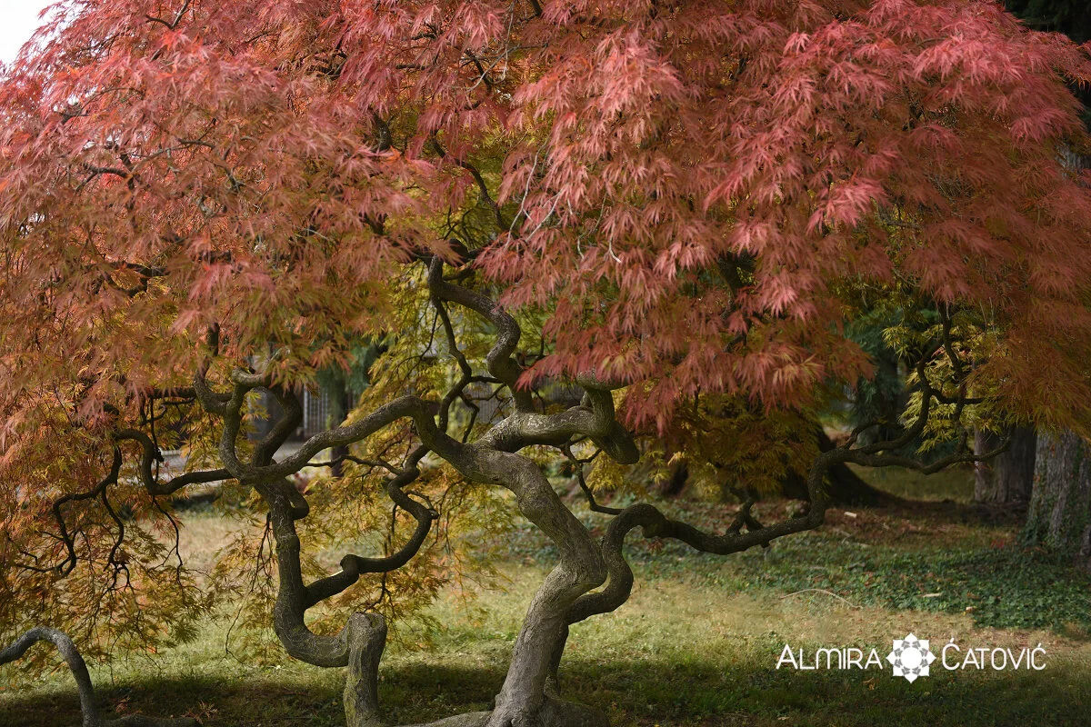 Portraits of Trees — Almira Ćatović