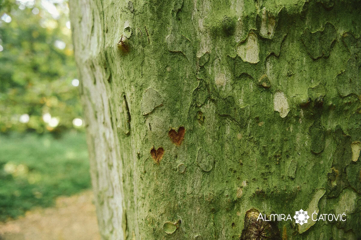 Portraits of Trees — Almira Ćatović