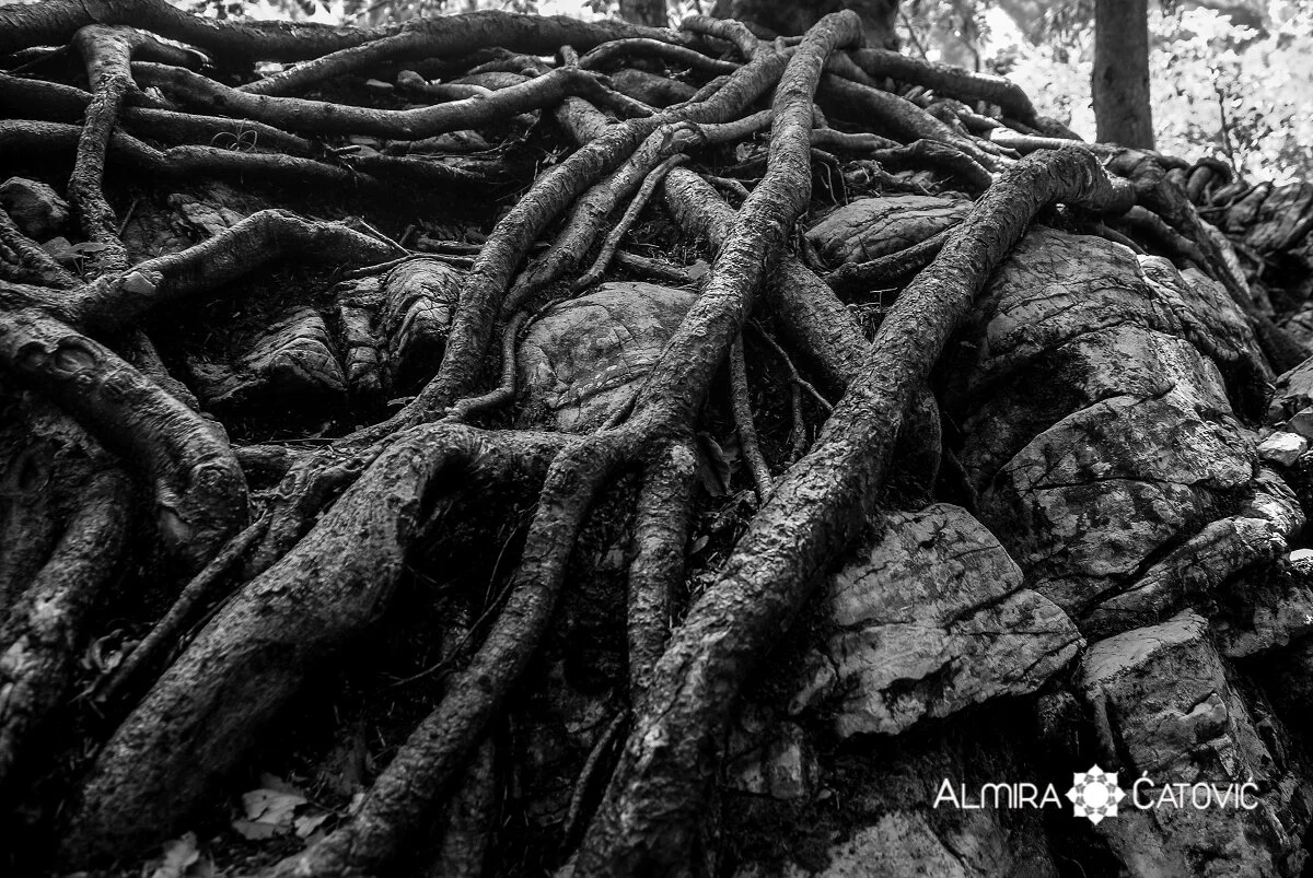 Portraits of Trees — Almira Ćatović