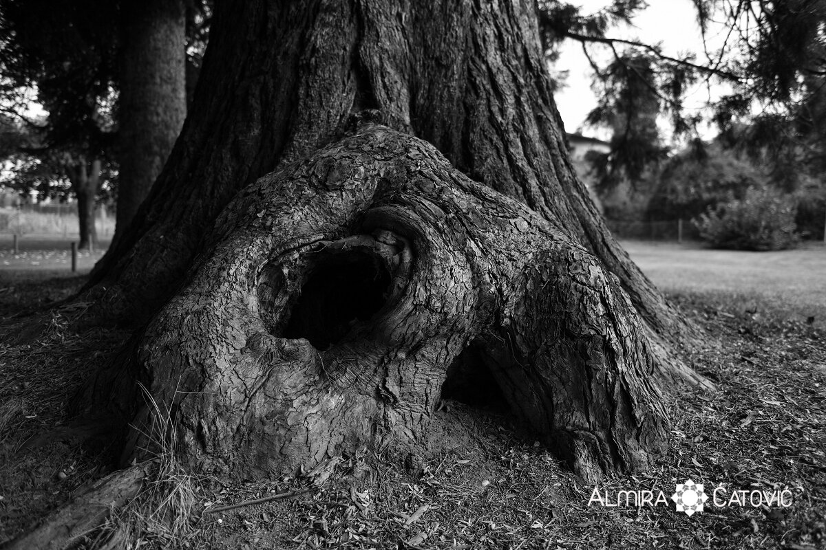 Portraits of Trees — Almira Ćatović