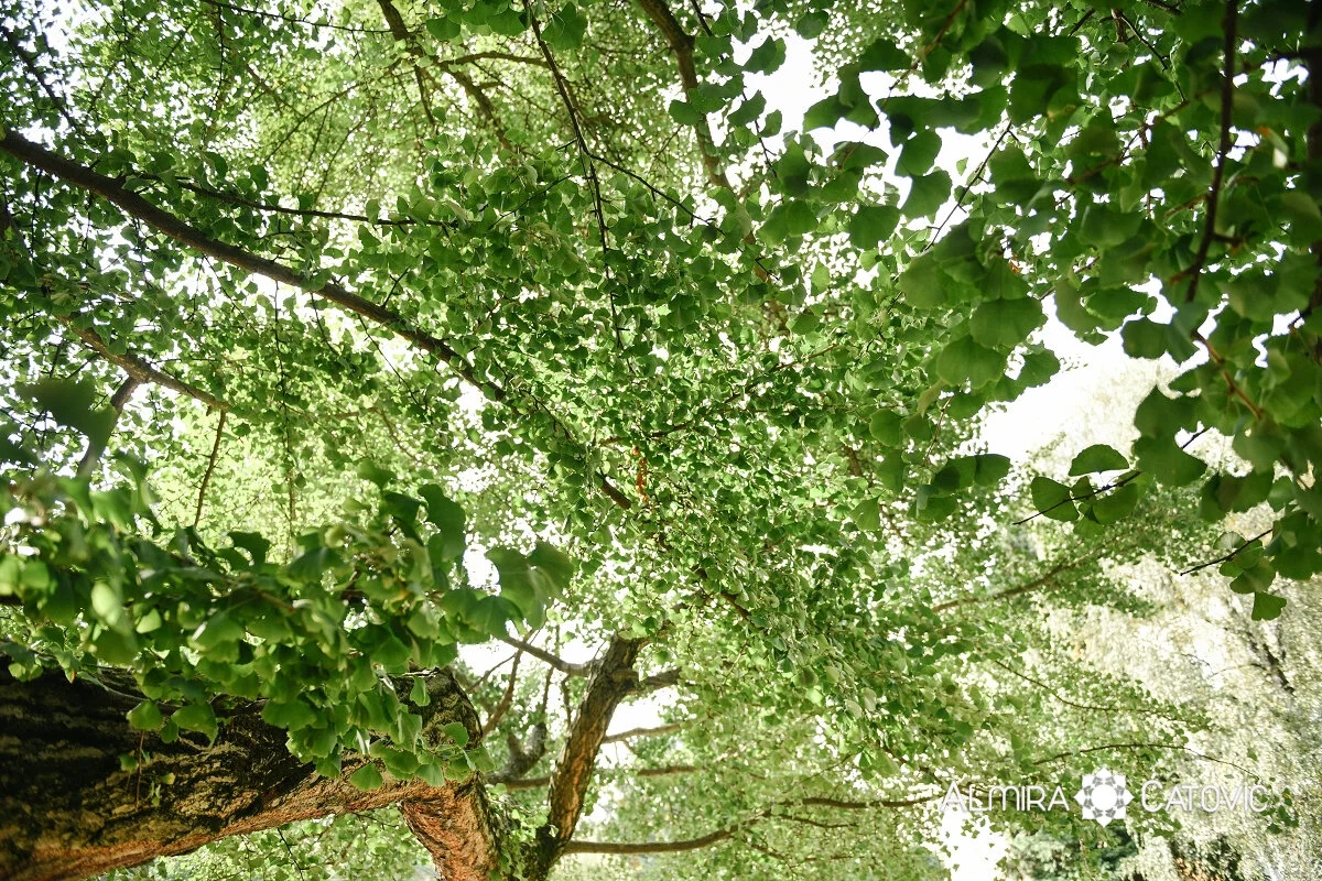 Portraits of Trees — Almira Ćatović