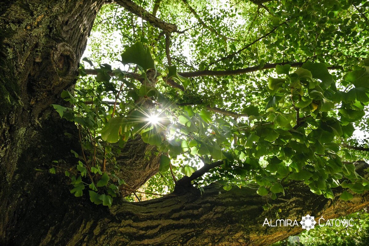 Portraits of Trees — Almira Ćatović