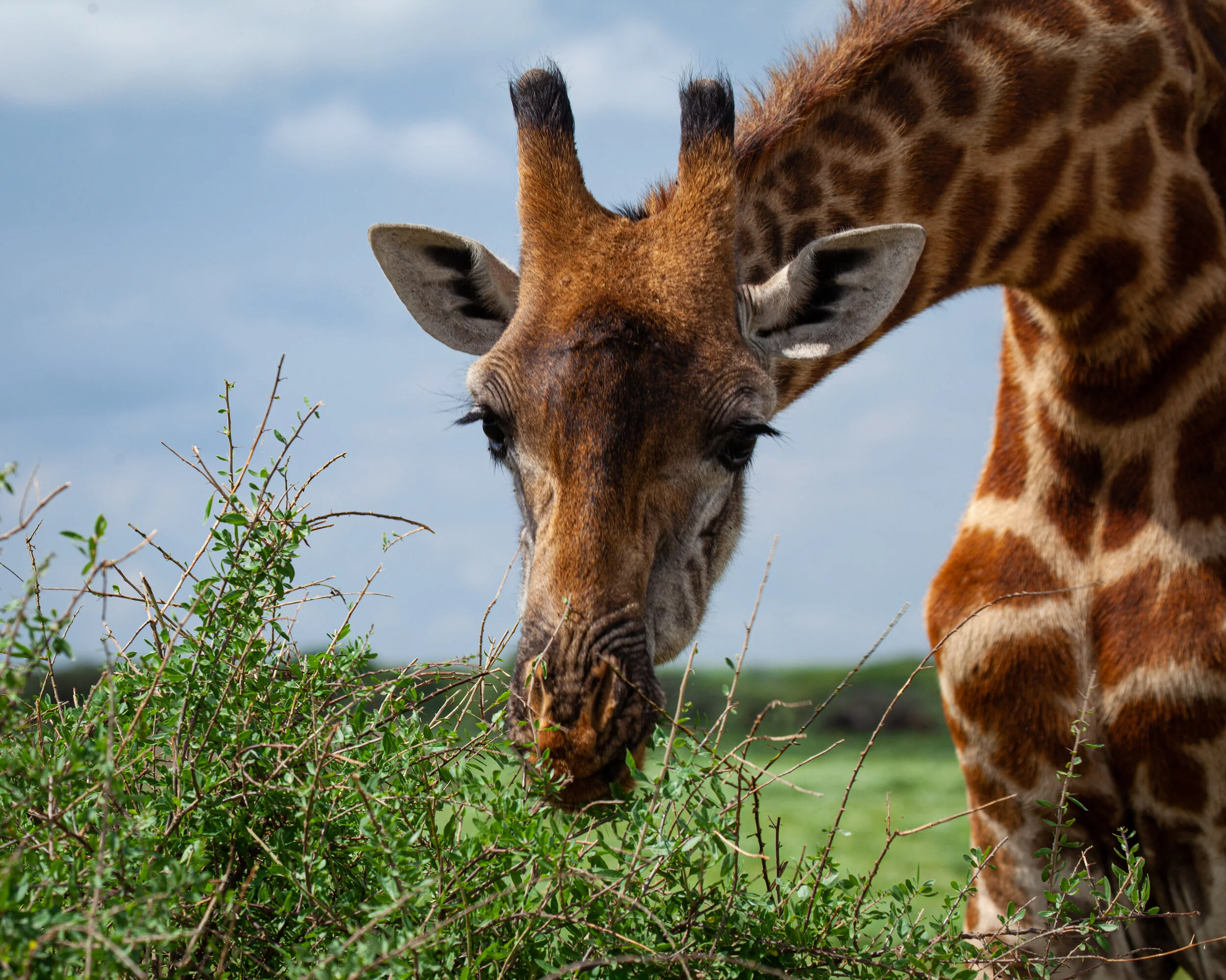 Guide to Sustainable Animal Activities — outofofficegal
