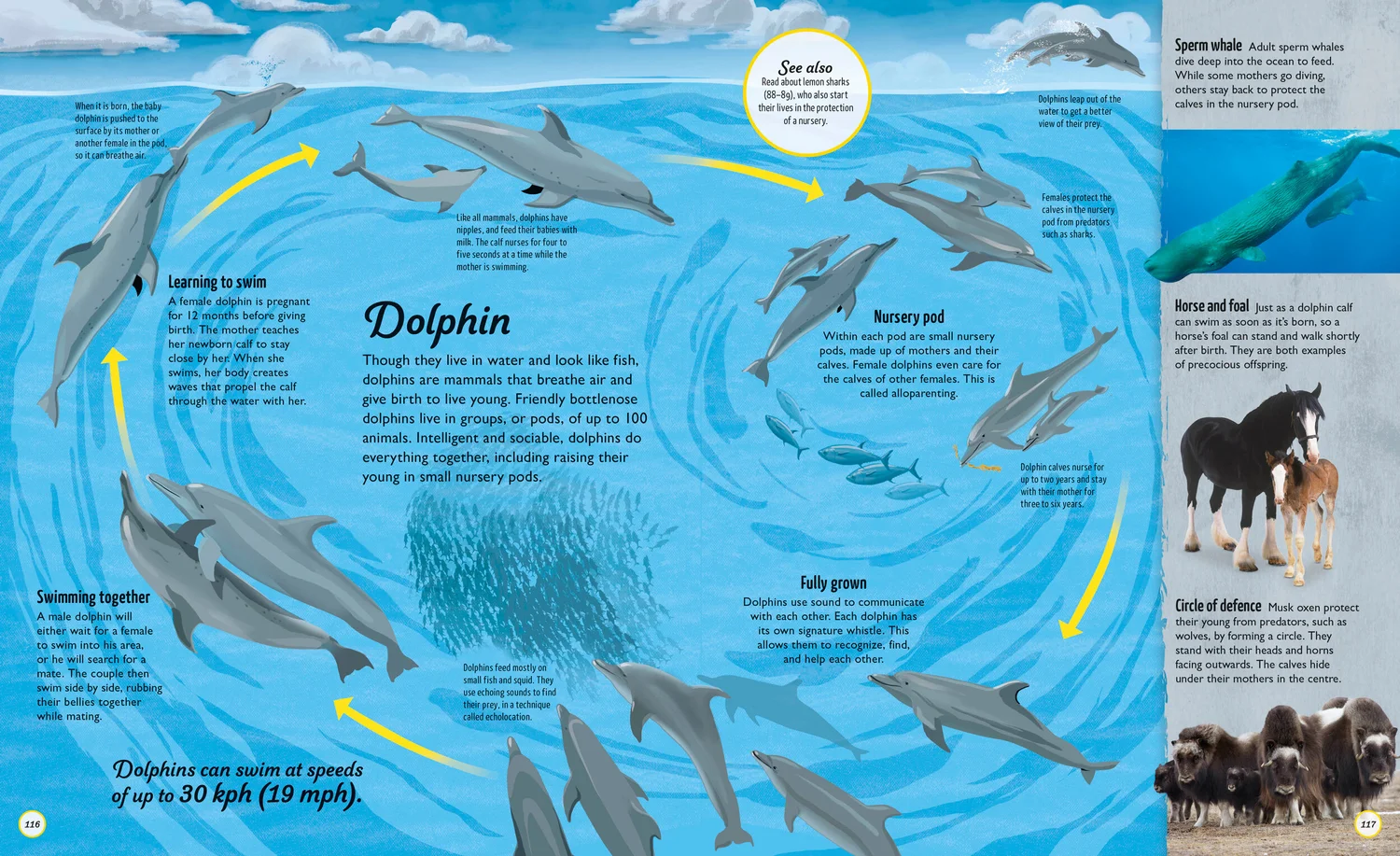 Children's Book Illustrations by Science Illustrator Sam Falconer ...