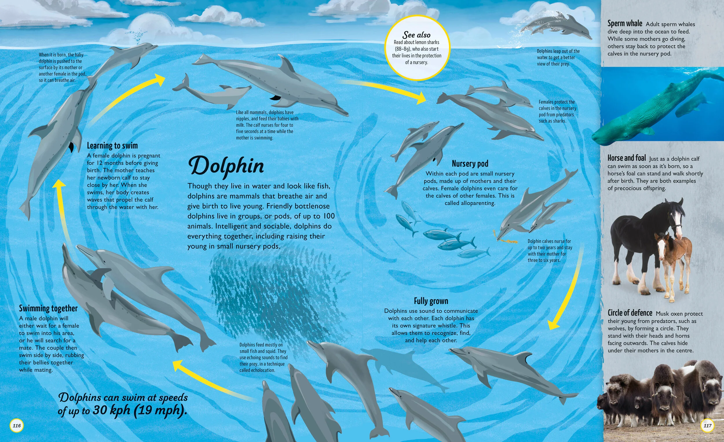 Children's Book Illustrations by Science Illustrator Sam Falconer ...