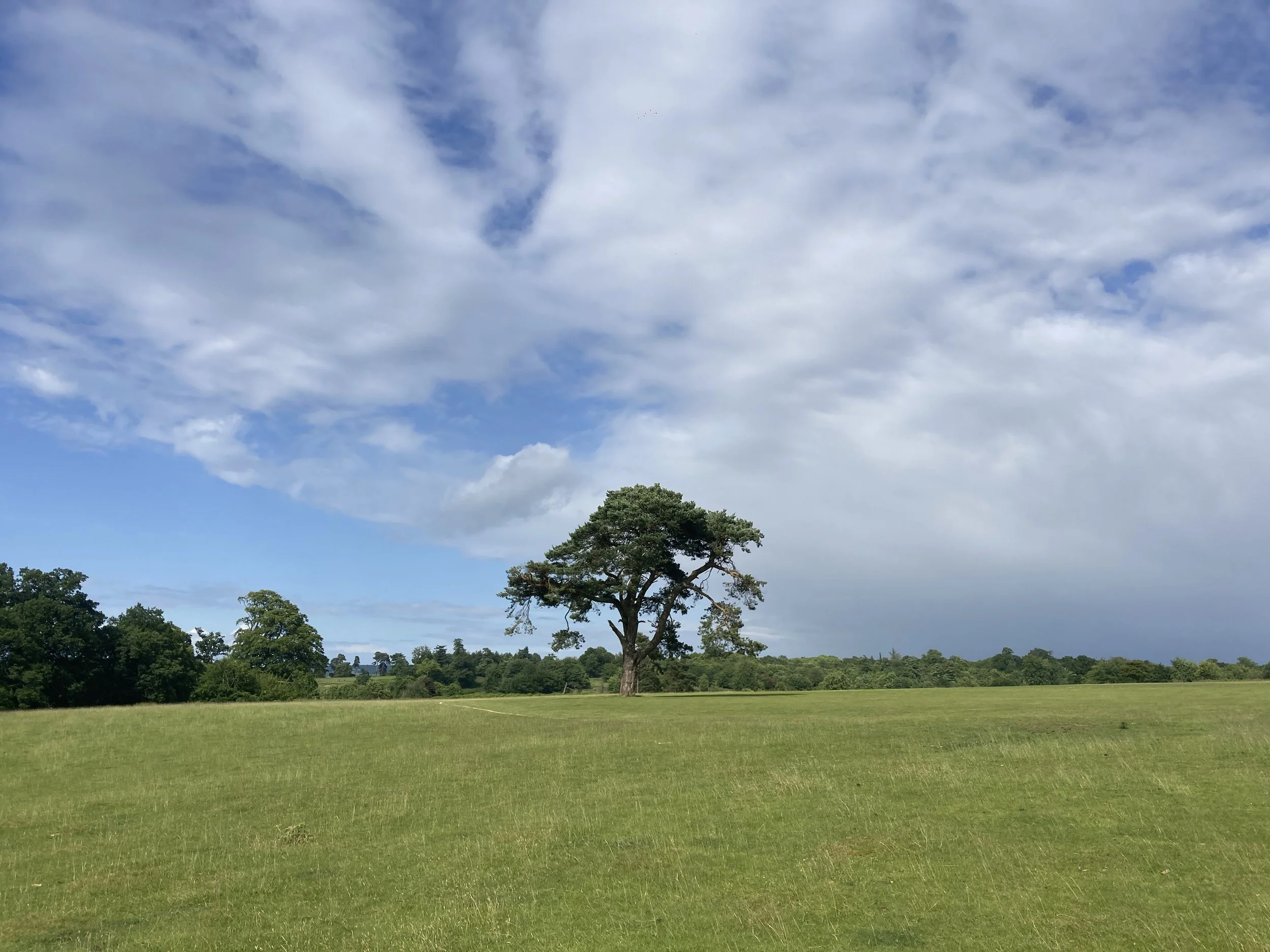 Walk Tonbridge Club: Knole and One Tree Hill — Walk Tonbridge