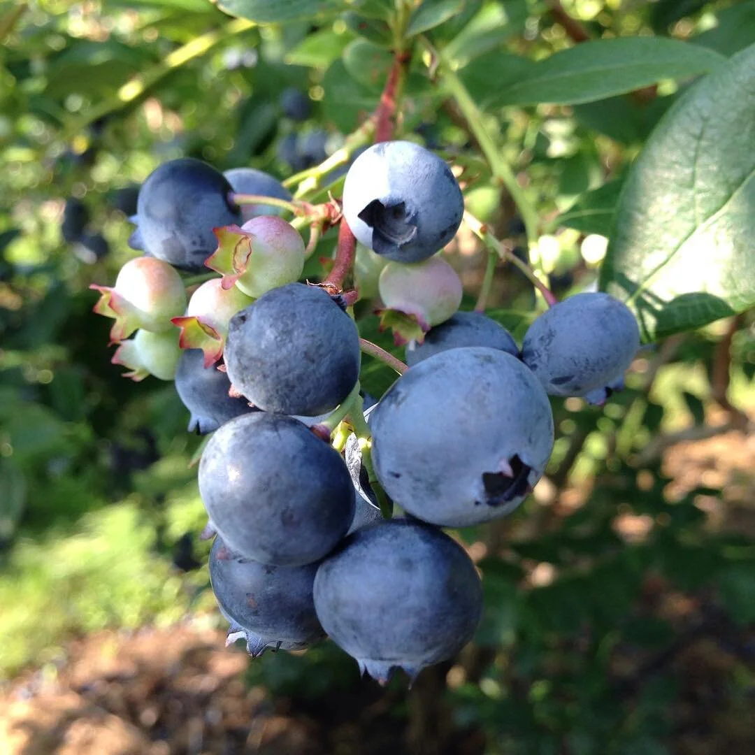 Learn About Blueberries — Bartlett's Blueberry Farm