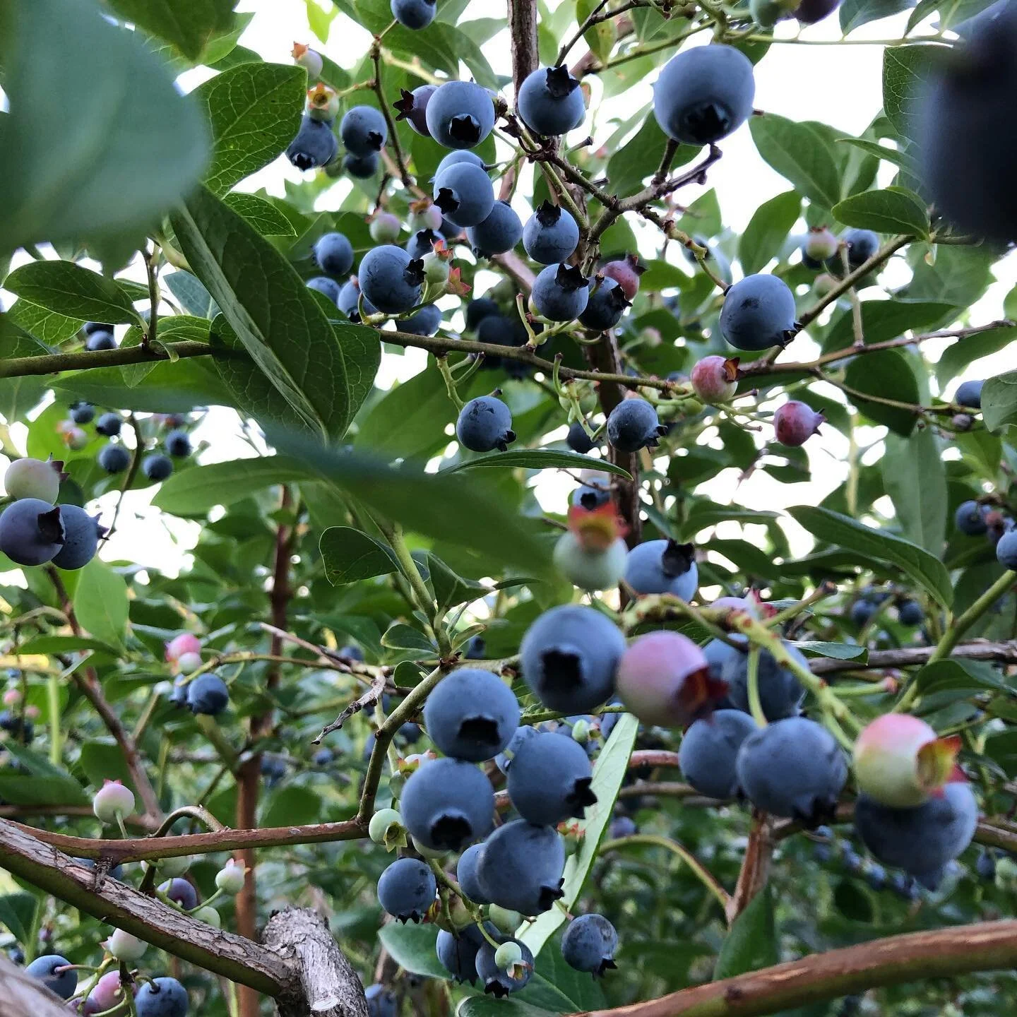 Bartlett's Blueberry Farm
