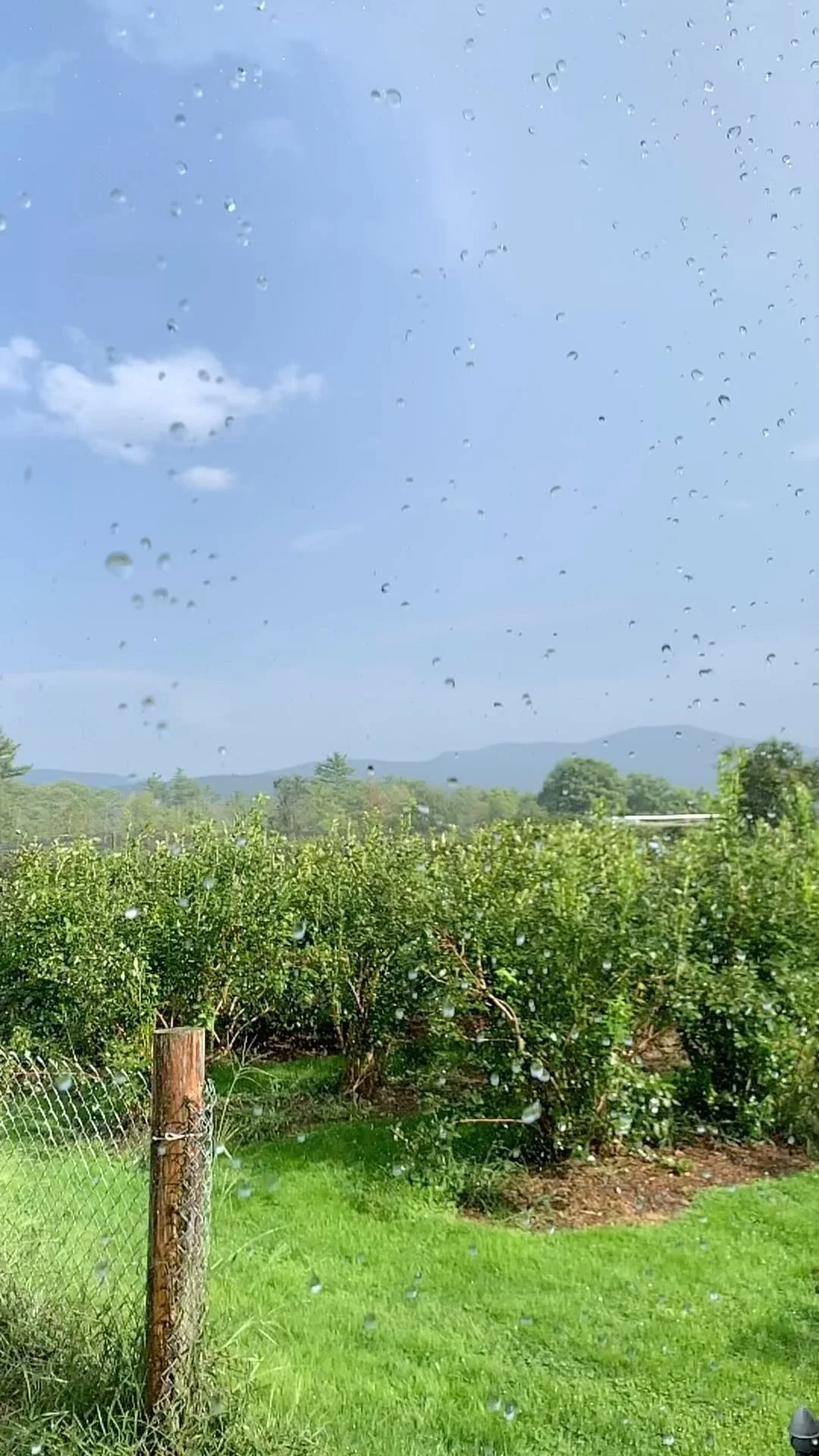 Bartlett's Blueberry Farm