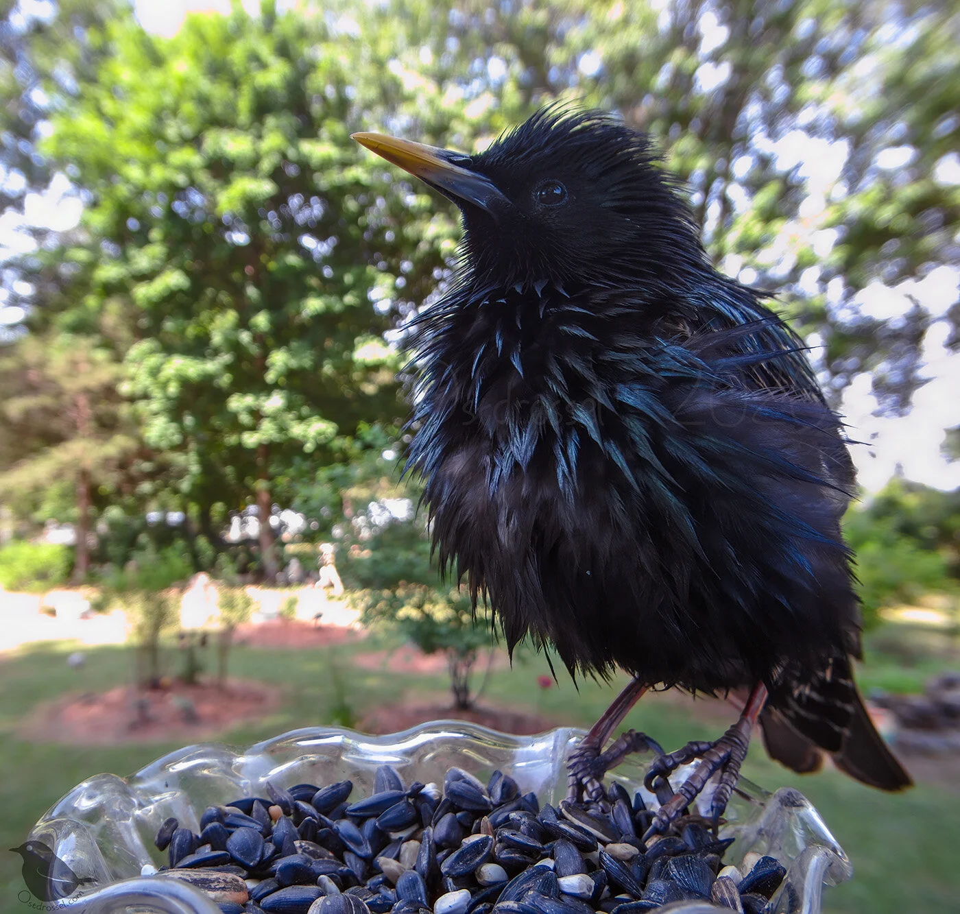 Baby European Starling