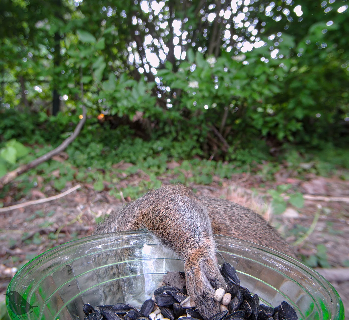 These critters — Ostdrossel™