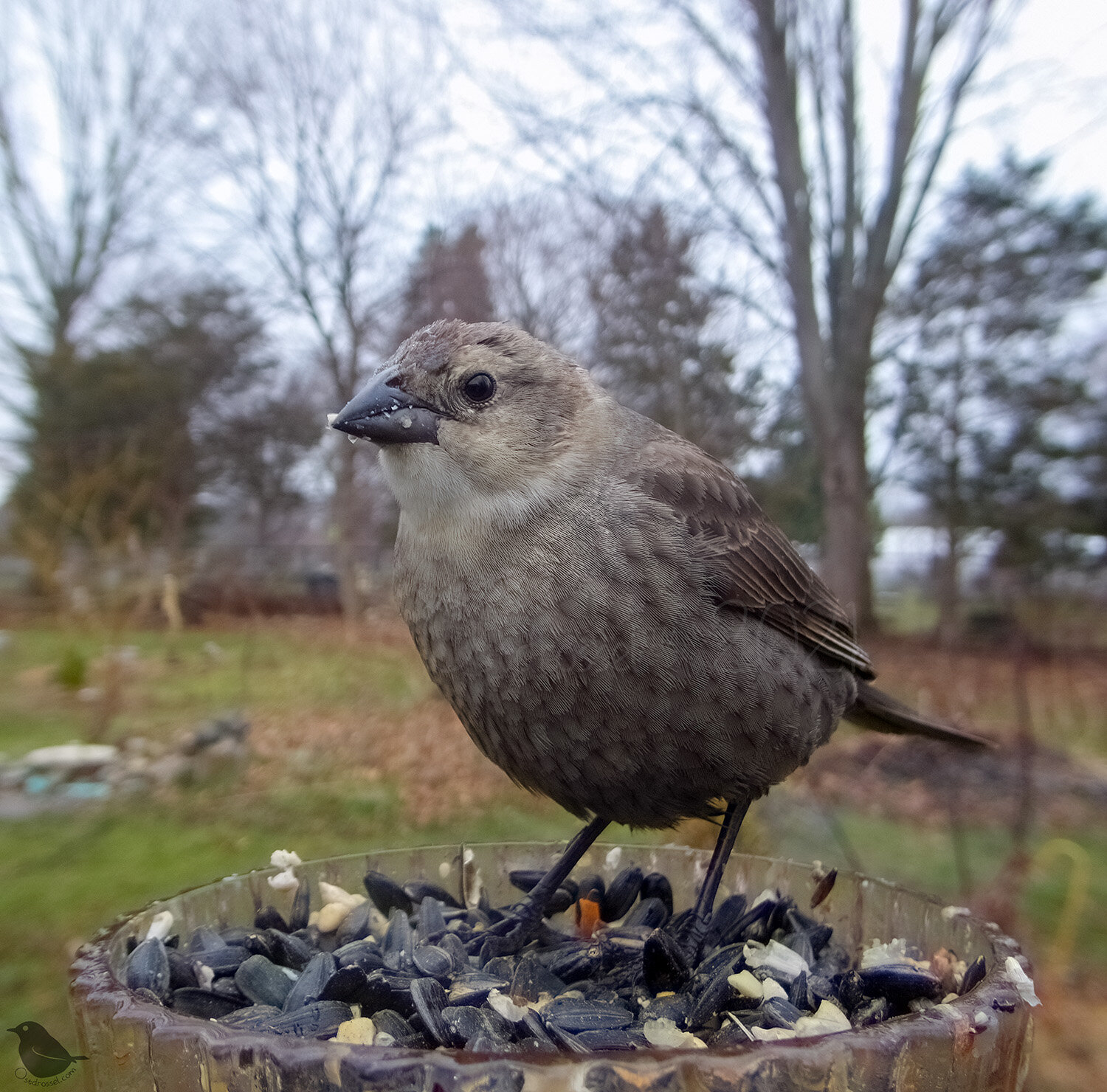 Brown Headed Cowbird Baby