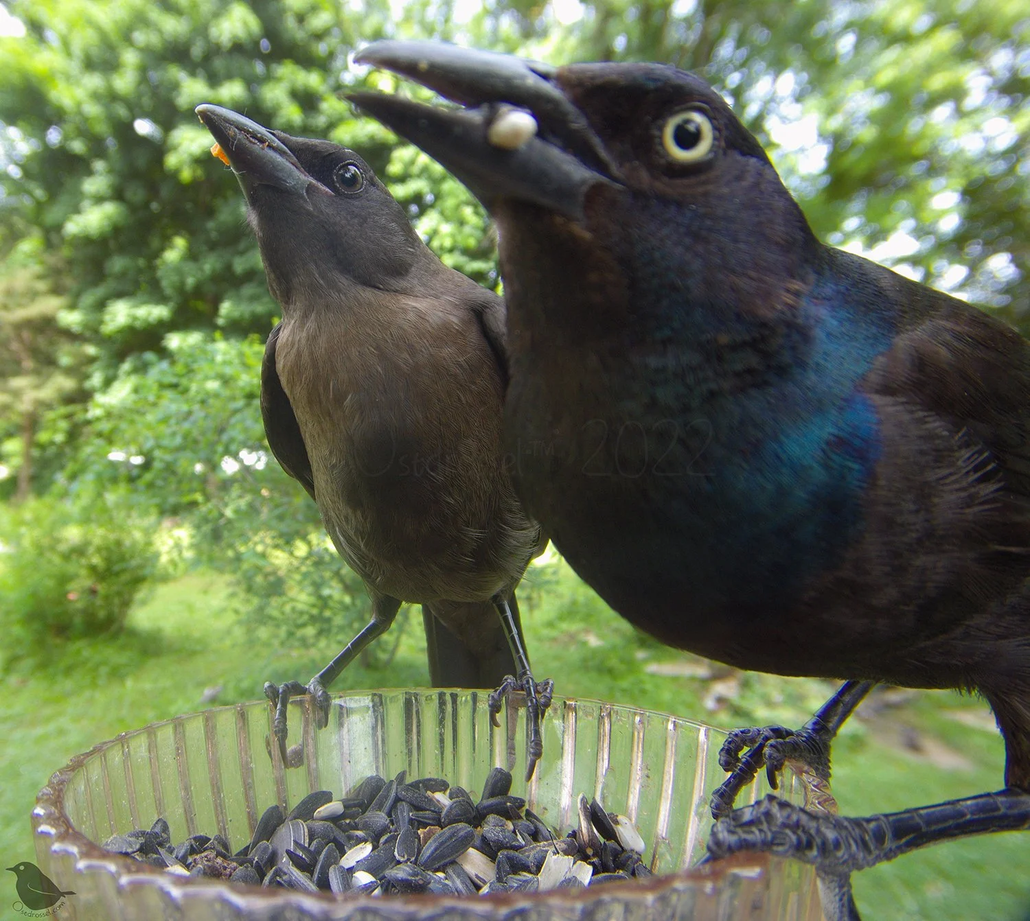 Baby Great Tailed Grackle