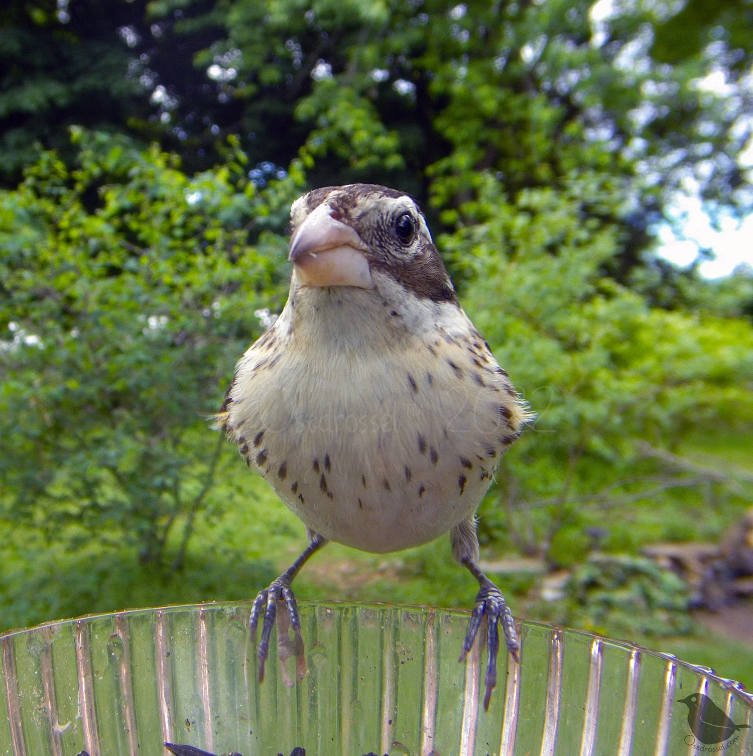 Morning Grosbeak