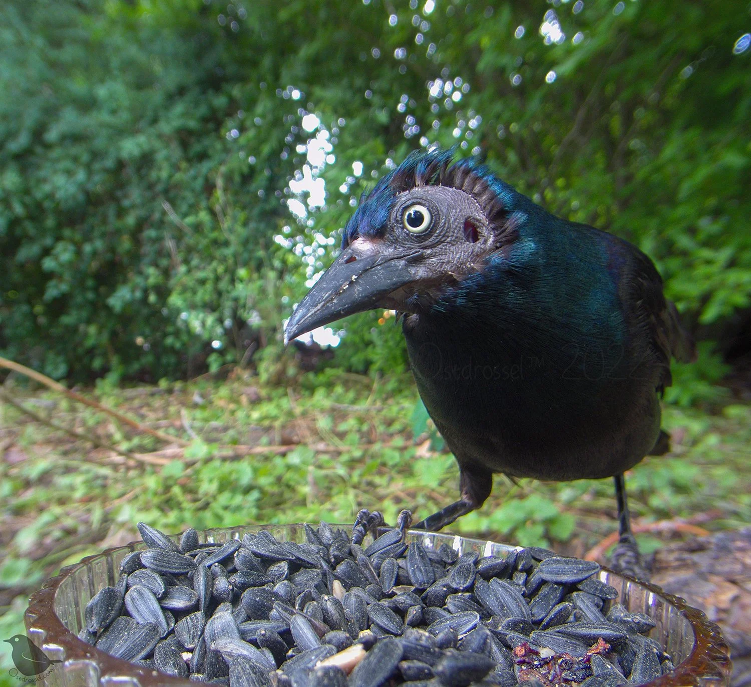 Baby Common Grackle