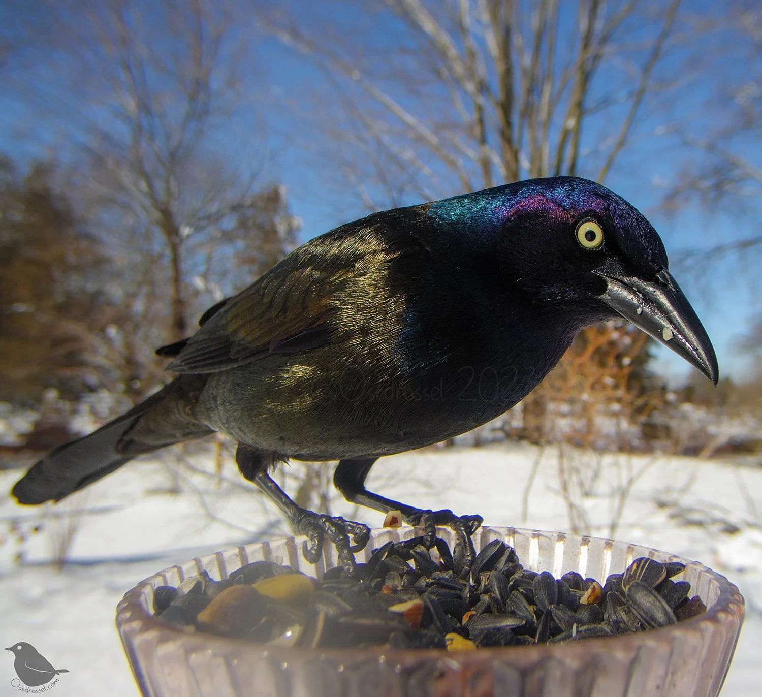 After the snowstorm last night, — Ostdrossel™