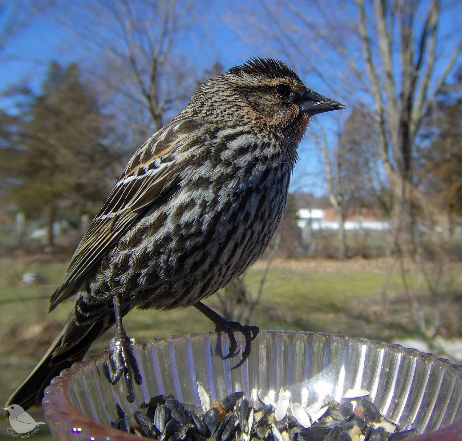 We are having a nice week — Ostdrossel™