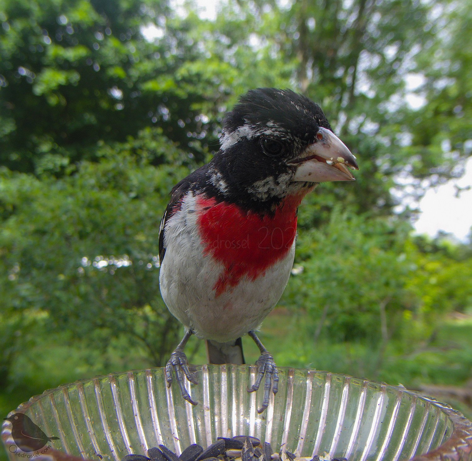 Morning Grosbeak