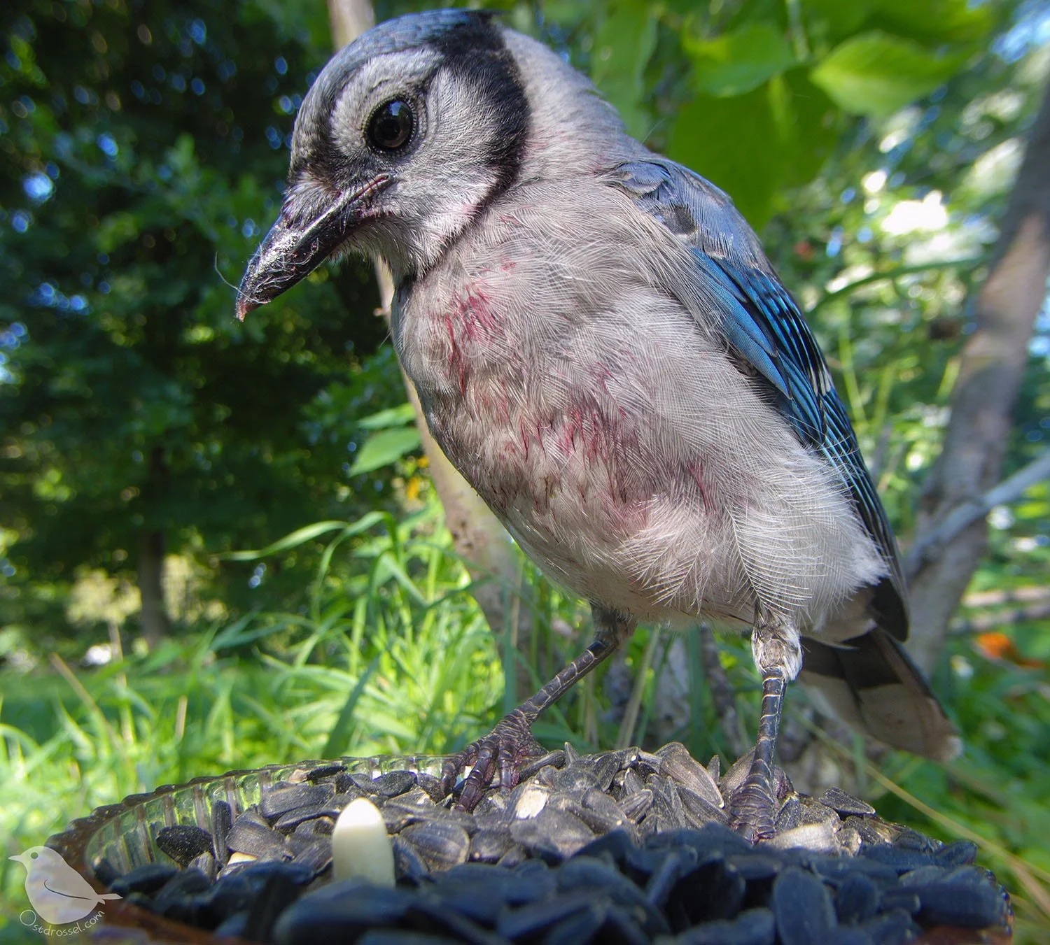 Juvenile Blue Jay