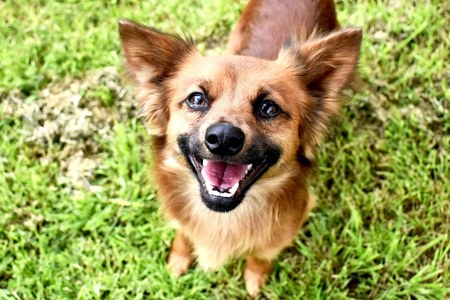 Denison Animal Welfare Group