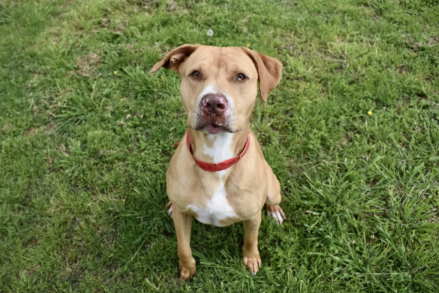 Adopt a pet — Denison Animal Welfare Group